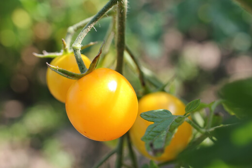 5 Sweetest Tomatoes to Grow at Home - Sumo Gardener