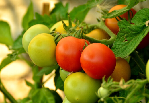 5 Sweetest Tomatoes to Grow at Home - Sumo Gardener