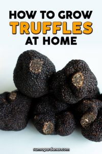 How to Grow Truffles at Home - Sumo Gardener