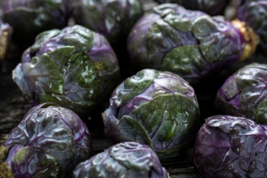 How to Grow Brussel Sprouts in Pots: Everything You Need to Know