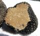 How to Grow Truffles at Home - Sumo Gardener