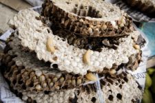 How To Get Rid Of Wasp Nest At Home Safely | Sumo Gardener