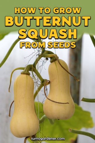 Growing Butternut Squash Guide | Everything You Need to Know - Sumo ...
