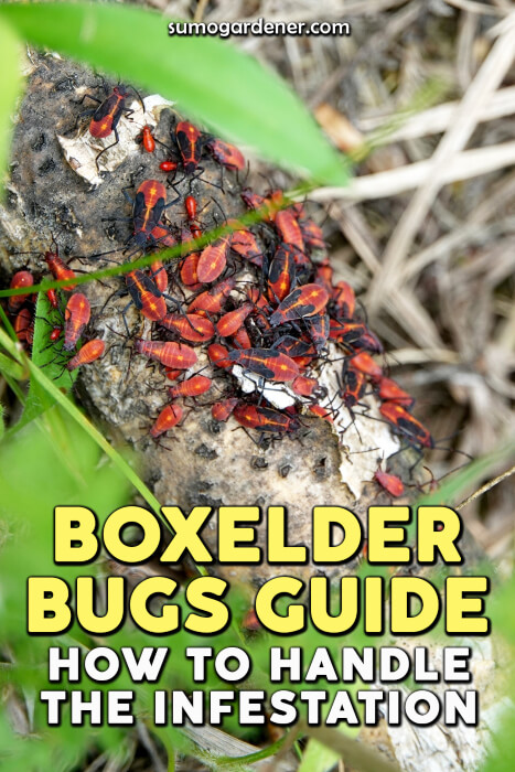 Boxelder Bugs Guide – How To Handle The Infestation - Sumo Gardener