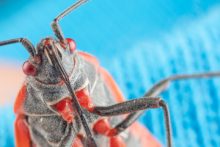 Boxelder Bugs Guide – How To Handle The Infestation - Sumo Gardener