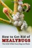 How to Get Rid of Mealybugs, The Little White Fuzzy Bugs on Plants