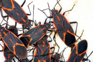 Boxelder Bugs Guide – How To Handle The Infestation - Sumo Gardener
