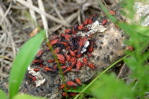 Boxelder Bugs Guide – How To Handle The Infestation - Sumo Gardener