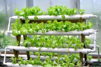 Ebb and Flow Hydroponic System (Flood and Drain)