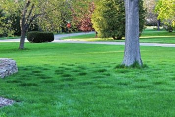 How To Level a Bumpy Lawn - Causes and Fixes | Sumo Gardener