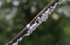 How to Get Rid of Mealybugs, The Little White Fuzzy Bugs on Plants