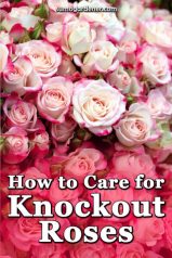 Knockout Roses | Caring and Growing Guide