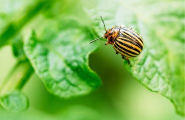 Potato Bugs | How to Identify, Prevent & Control - Sumo Gardener