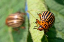 Potato Bugs | How to Identify, Prevent & Control - Sumo Gardener
