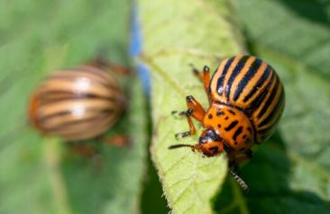 Potato Bugs | How to Identify, Prevent & Control - Sumo Gardener