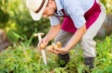 Potato Bugs | How to Identify, Prevent & Control - Sumo Gardener