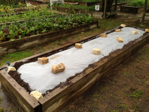 Soil Solarization: Control Pests, Weeds and Soil Diseases - Sumo Gardener