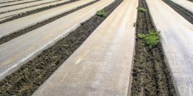 Soil Solarization: Control Pests, Weeds and Soil Diseases - Sumo Gardener