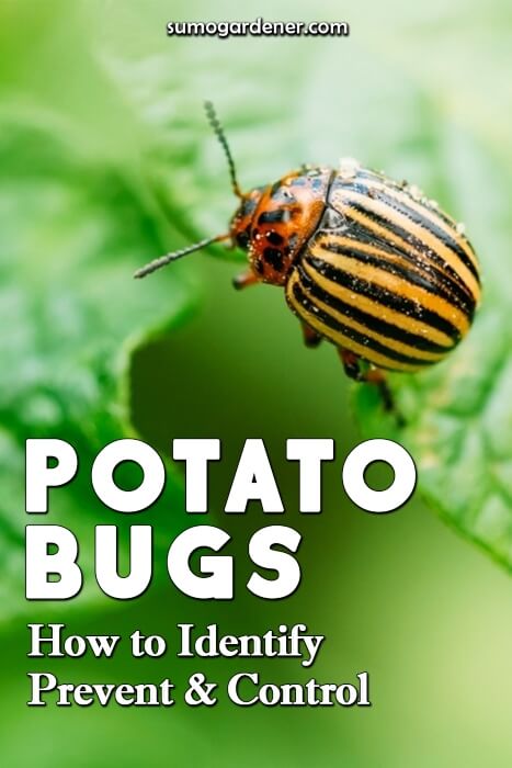 Potato Bugs | How to Identify, Prevent & Control - Sumo Gardener