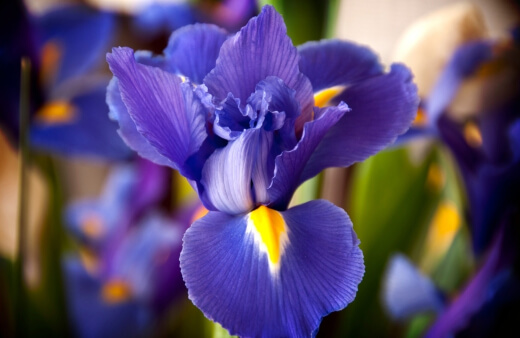 Siberian Iris | Complete Growing and Care Guide