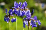 Siberian Iris | Complete Growing and Care Guide
