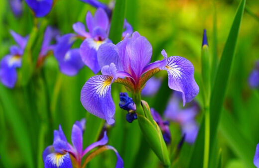 Siberian Iris | Complete Growing and Care Guide