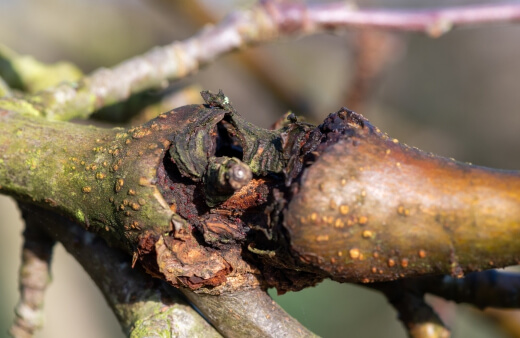Caring For Sick Trees In Your Garden - Sumo Gardener