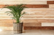 Areca Palms | Types, Tips and Growing Guide - Sumo Gardener