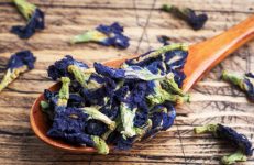 Blue Ternate | Ultimate Growing and Care Guide - Sumo Gardener