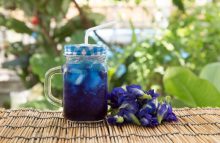 Blue Ternate | Ultimate Growing and Care Guide - Sumo Gardener