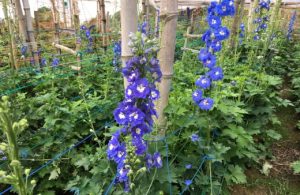 Blue Ternate | Ultimate Growing and Care Guide - Sumo Gardener