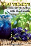 Blue Ternate | Ultimate Growing and Care Guide - Sumo Gardener