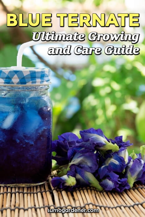 Blue Ternate | Ultimate Growing and Care Guide - Sumo Gardener