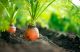 8 Best Carrot Fertilizers for 2024 Nutrient Recommendations