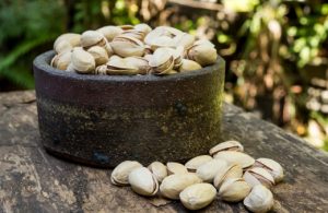 How to Grow Pista Trees at Home - Sumo Gardener