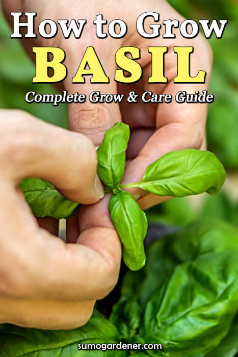 How to Grow Basil | Complete Grow & Care Guide - Sumo Gardener