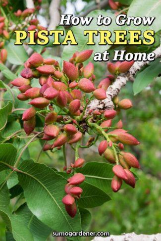 How to Grow Pista Trees at Home - Sumo Gardener