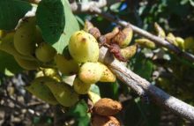 How to Grow Pista Trees at Home - Sumo Gardener