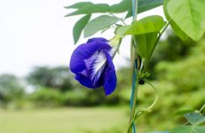 Blue Ternate | Ultimate Growing and Care Guide - Sumo Gardener