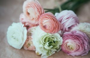How To Grow Ranunculus in Your Garden - Sumo Gardener