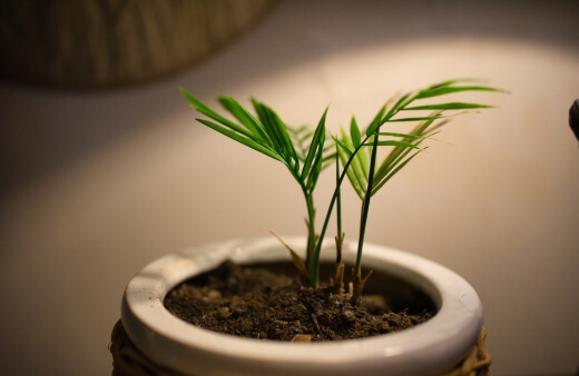 Areca Palms | Types, Tips and Growing Guide - Sumo Gardener