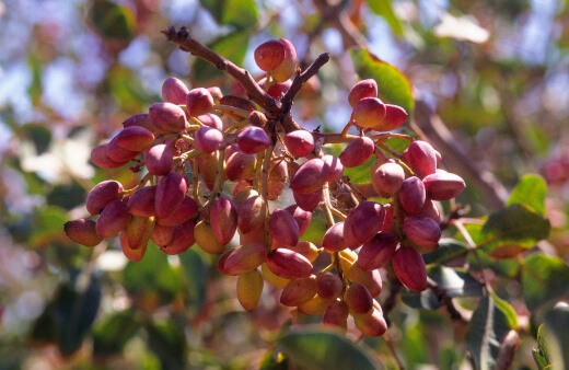How to Grow Pista Trees at Home - Sumo Gardener