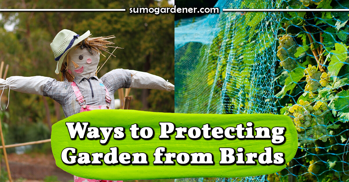10 Ways to Protecting Garden From Birds - Sumo Gardener