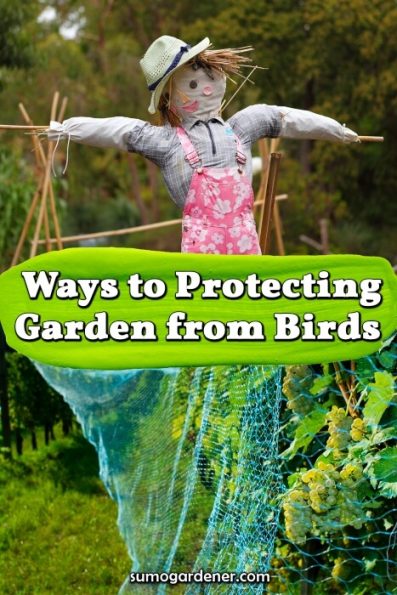 10 Ways to Protecting Garden From Birds - Sumo Gardener