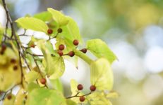 Hackberry Tree | How to Grow and Care Guide - Sumo Gardener
