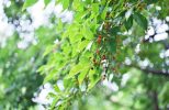 Hackberry Tree | How to Grow and Care Guide - Sumo Gardener