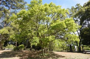 Hackberry Tree | How to Grow and Care Guide - Sumo Gardener