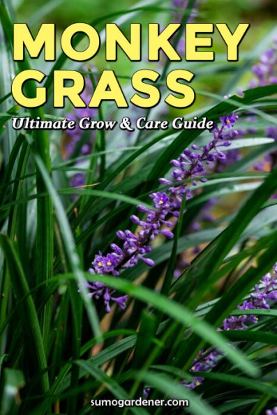 Monkey Grass Ultimate Grow & Care Guide - Sumo Gardener