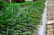 Monkey Grass Ultimate Grow & Care Guide - Sumo Gardener
