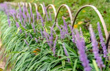 Monkey Grass Ultimate Grow & Care Guide - Sumo Gardener